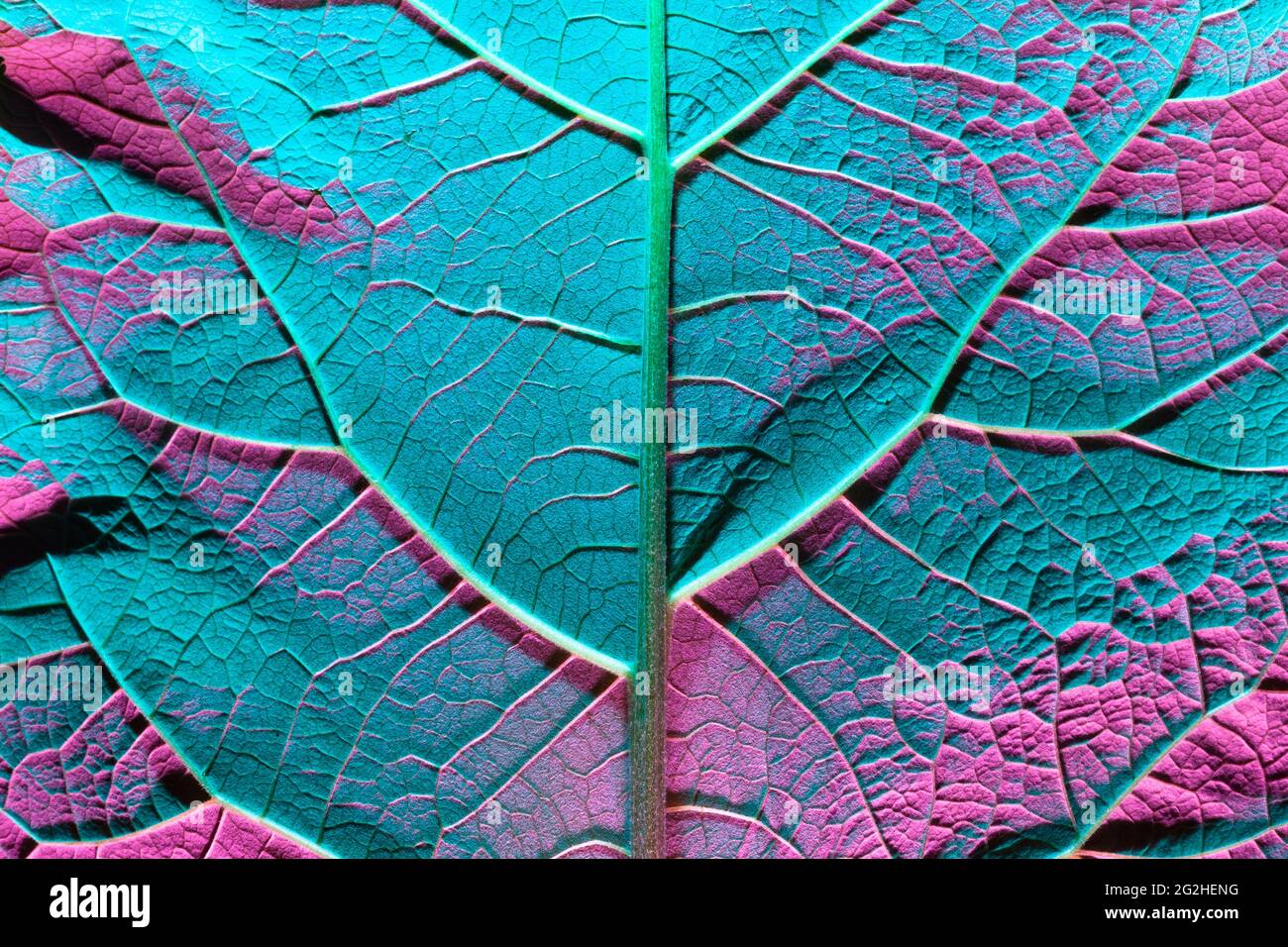 Green sheet hi-res stock photography and images - Alamy