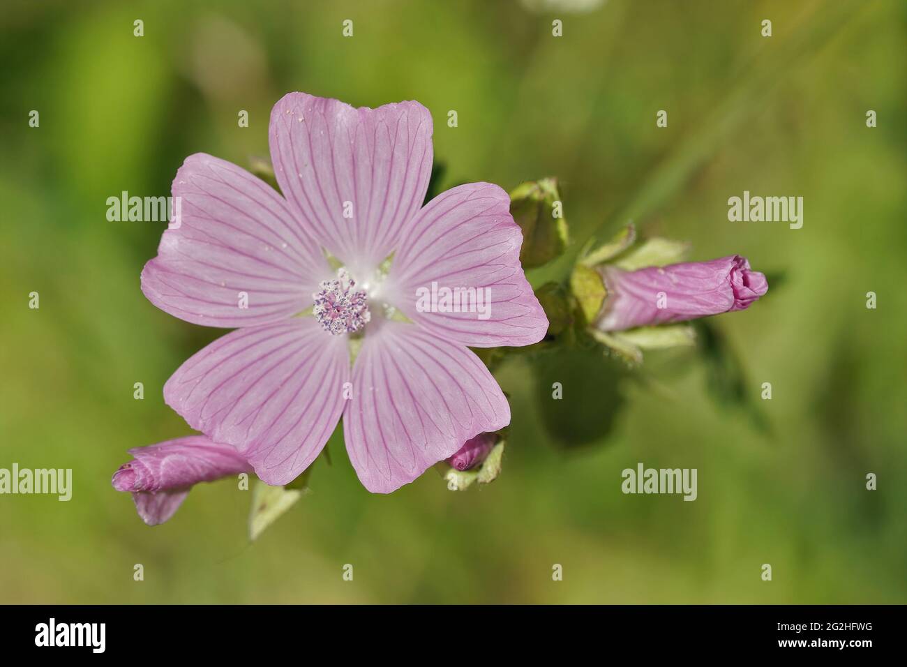 Closeup of blooming musk mallow against a green blurred background ...