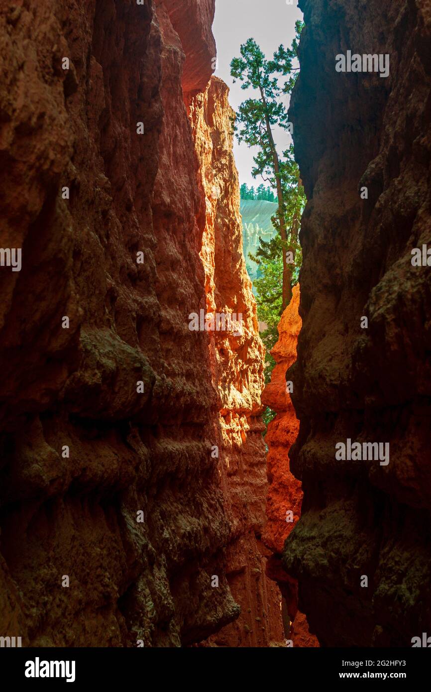 Hiking on Navajo Loop Trail in Bryce Canyon National Park, Utah, USA ...