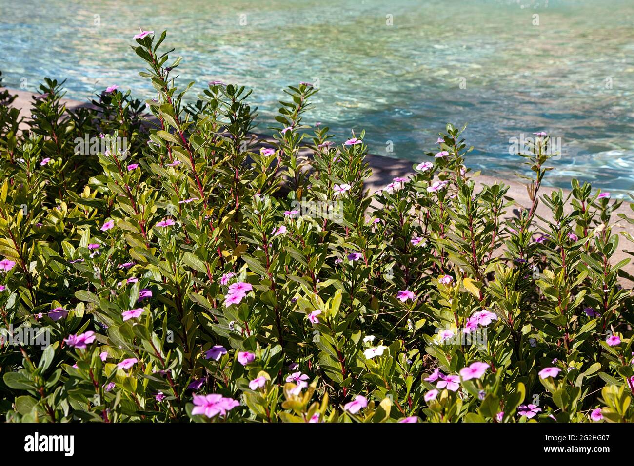 Shiraz iran garden hi-res stock photography and images - Alamy