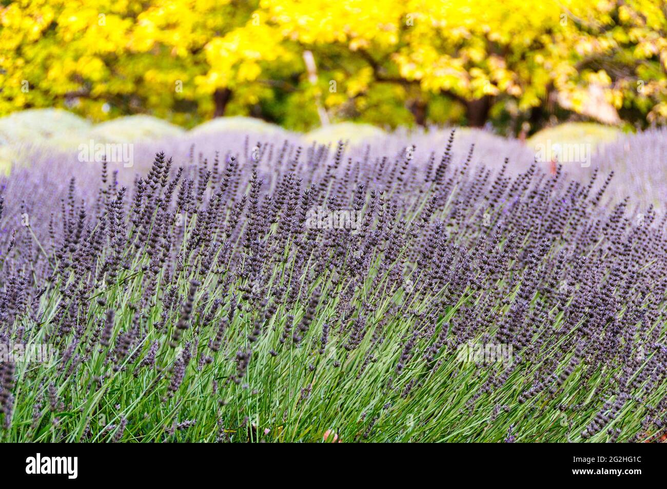 Lavender farm australia hi-res stock photography and images - Alamy