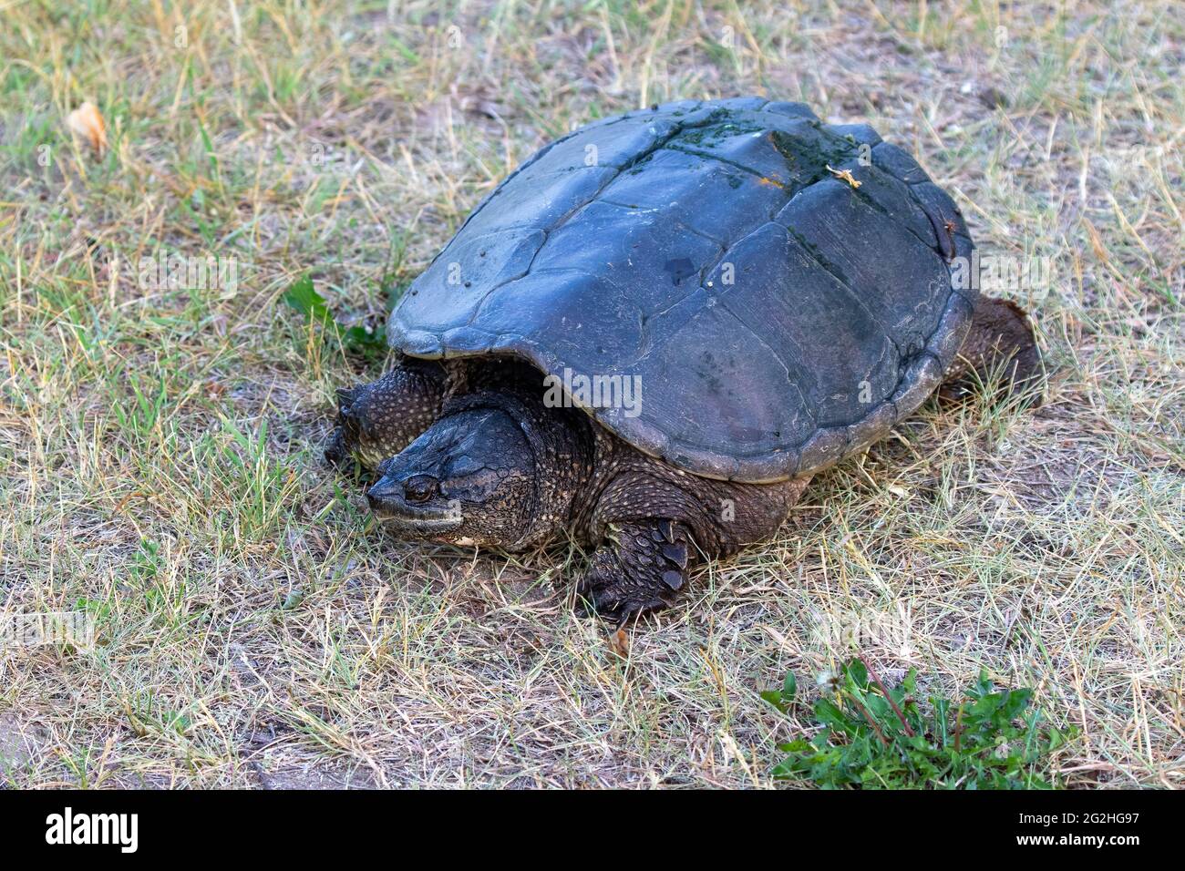 The common snapping turtle (Chelydra serpentina) on a meadow Stock ...