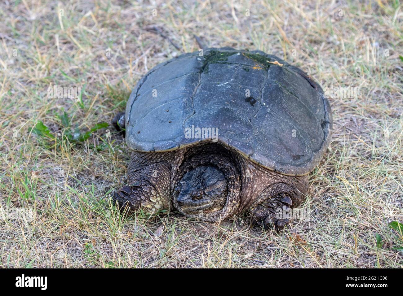 Common snappy turtle hi-res stock photography and images - Alamy
