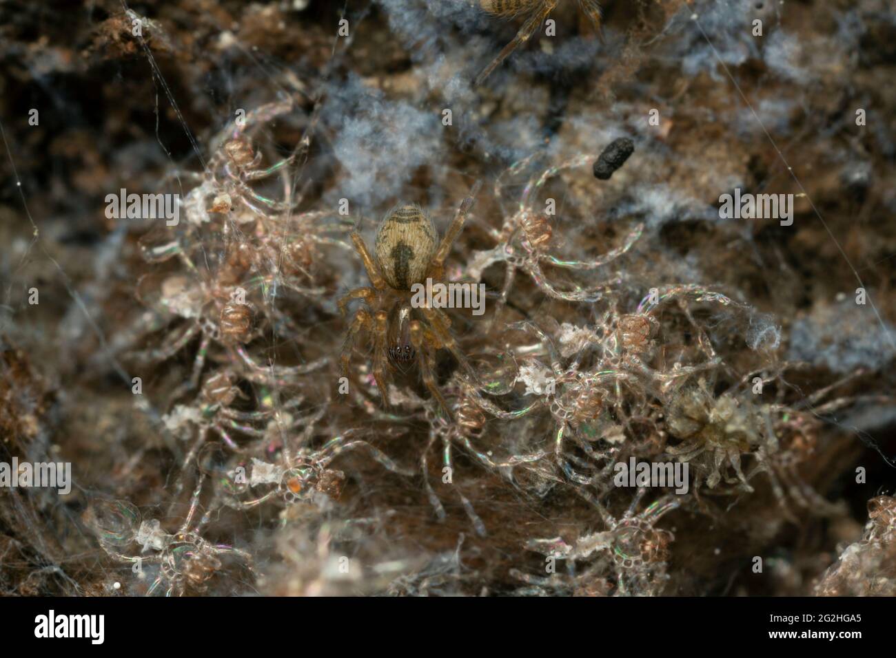 Juvenile window spider, Amaurobius fenestralis in nest Stock Photo - Alamy