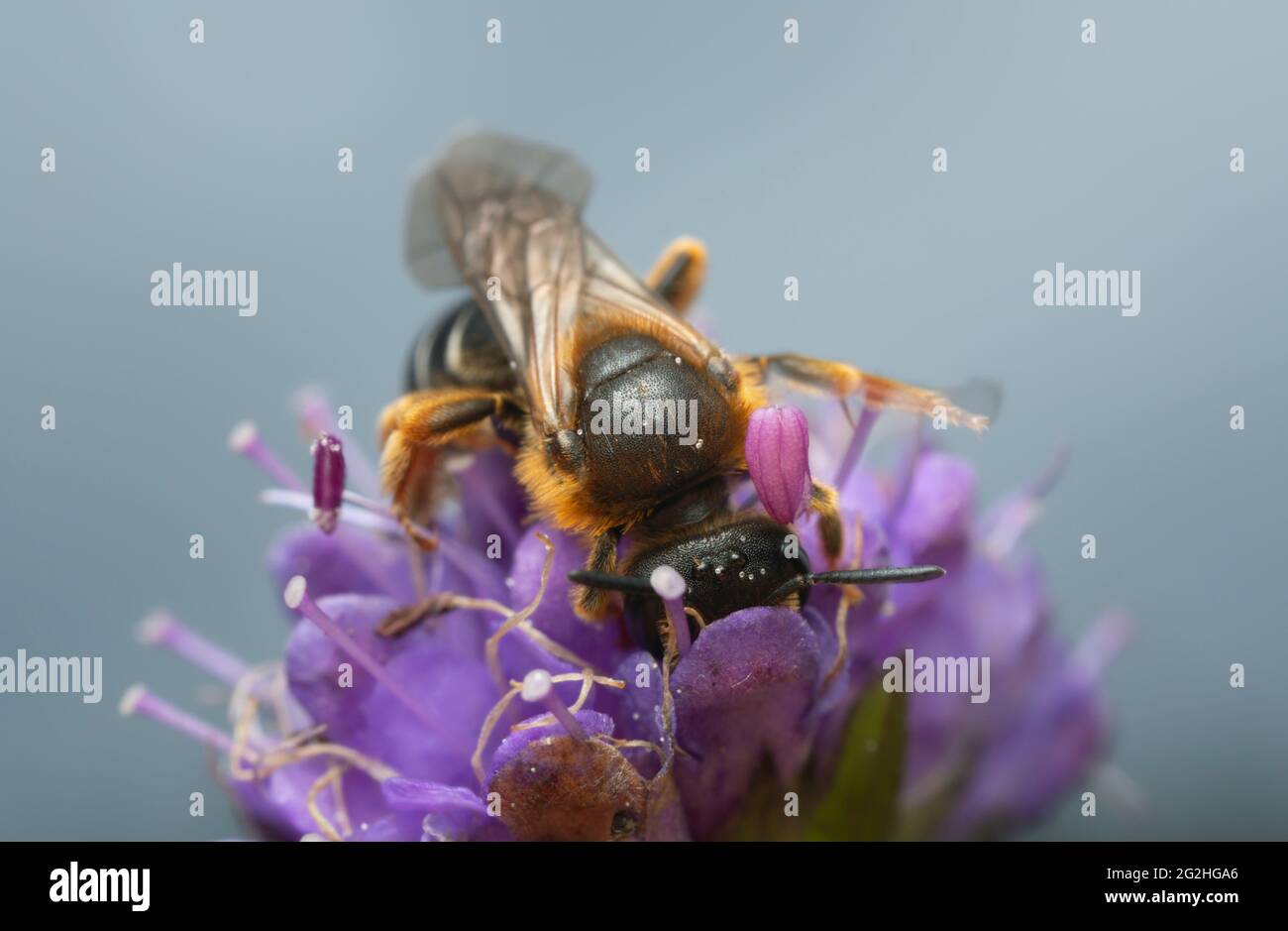 Orange-legged furrow bee, Halictus rubicundus feeding on devil's-bit ...