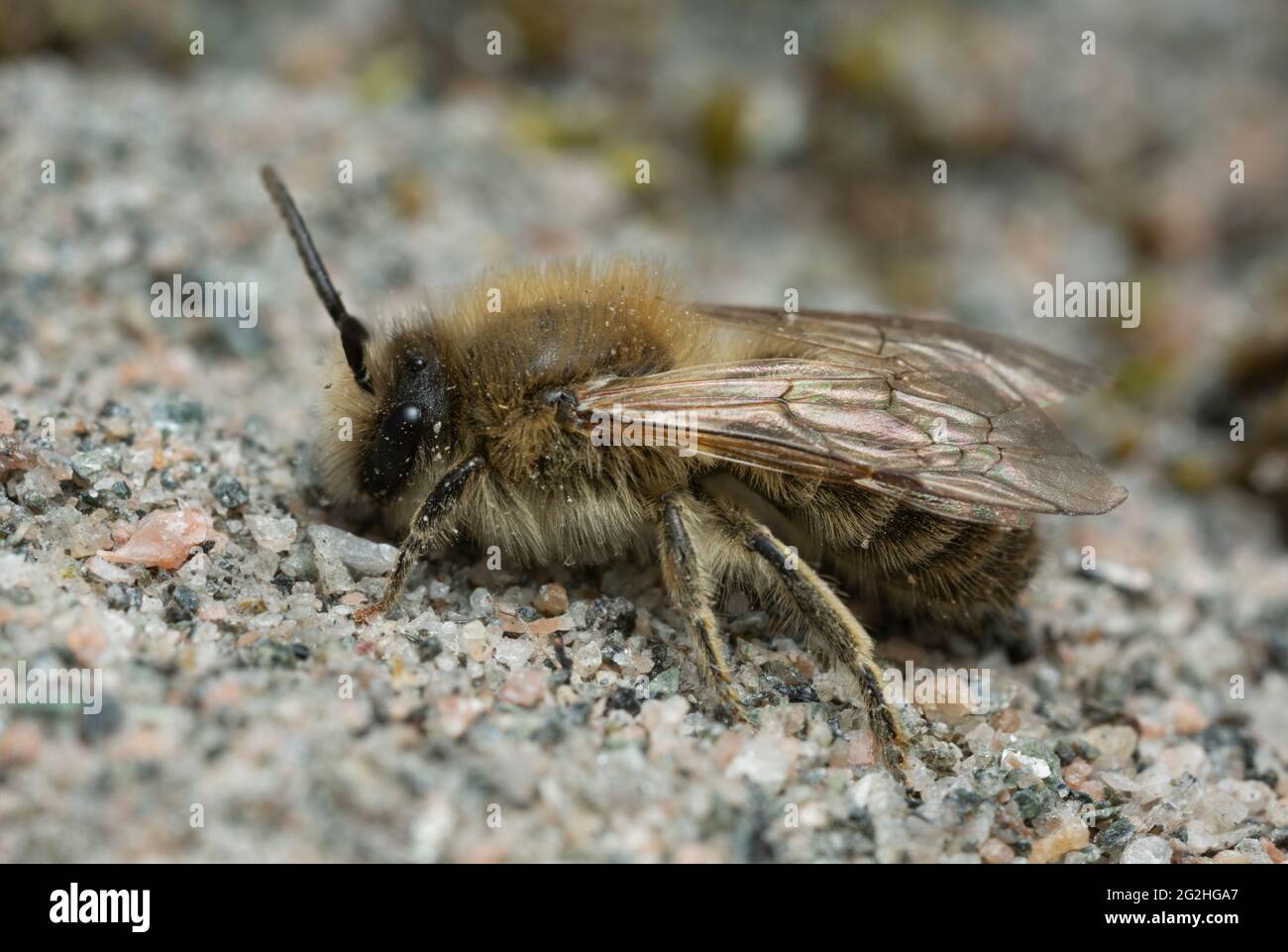 Sand Bee High Resolution Stock Photography and Images - Alamy