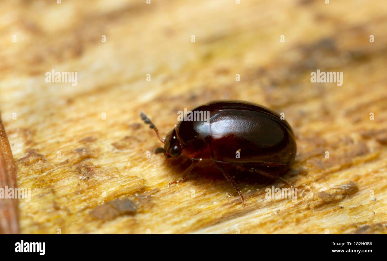 Round fungus beetle, Anisotoma beetle on wood Stock Photo - Alamy