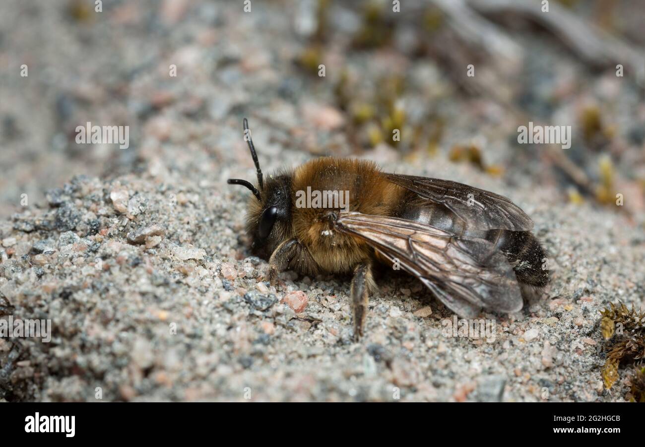 Sand bee hi-res stock photography and images - Alamy
