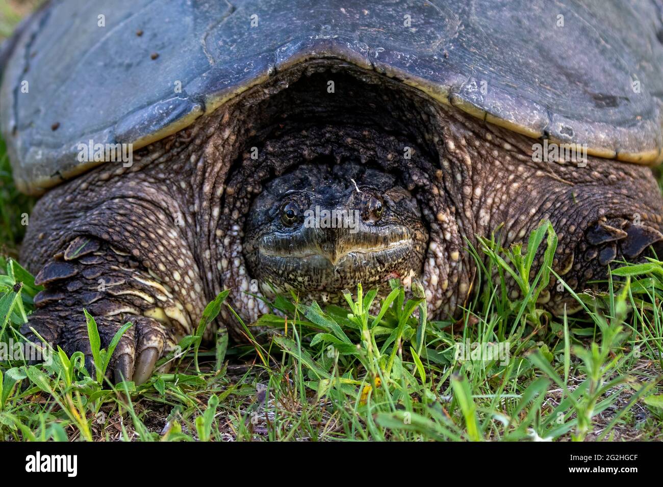 The common snapping turtle (Chelydra serpentina) on a meadow Stock ...