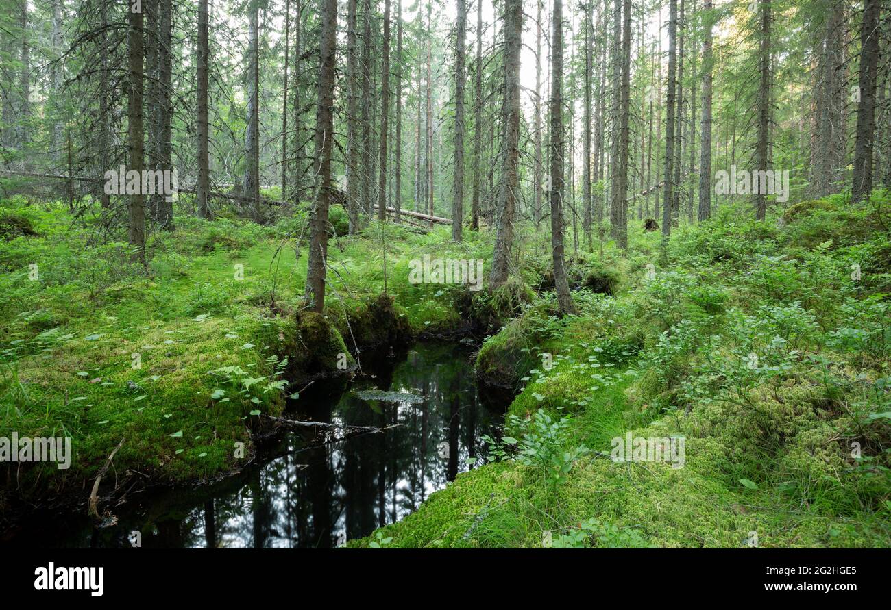 Stream idyllic hi-res stock photography and images - Alamy