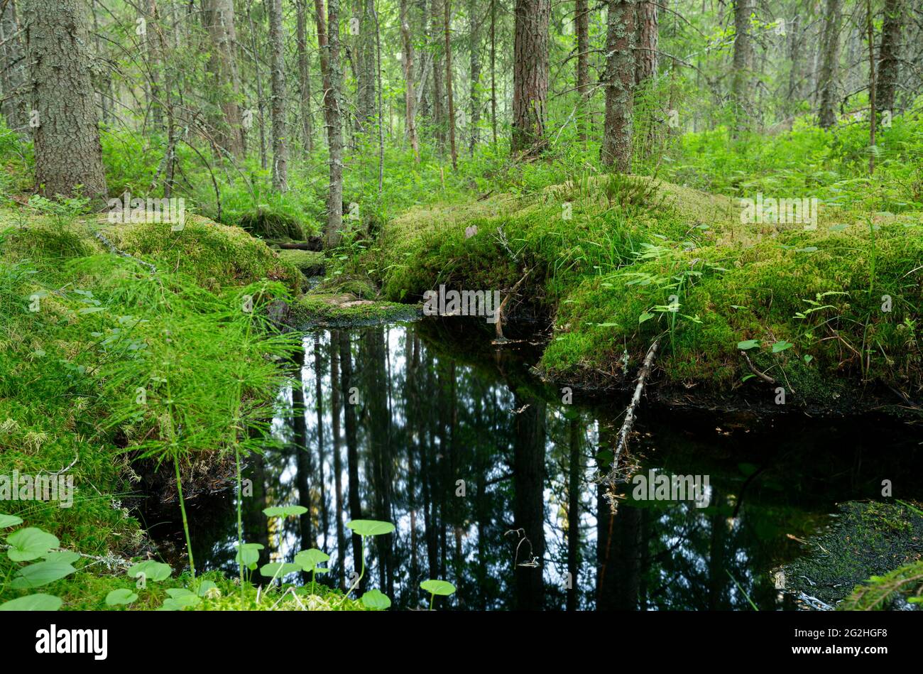 Stream idyllic hi-res stock photography and images - Alamy
