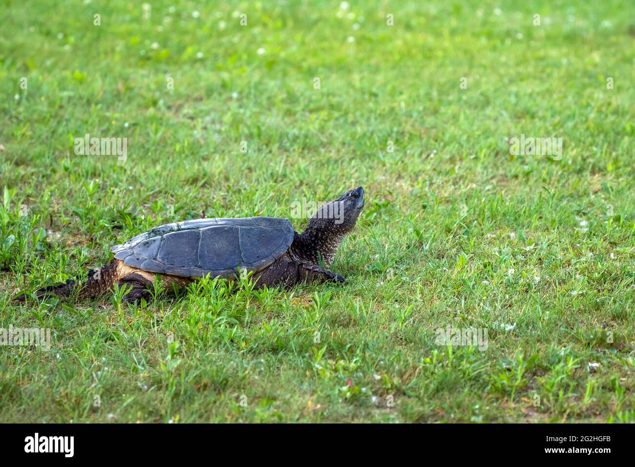 The common snapping turtle (Chelydra serpentina) on a meadow Stock ...