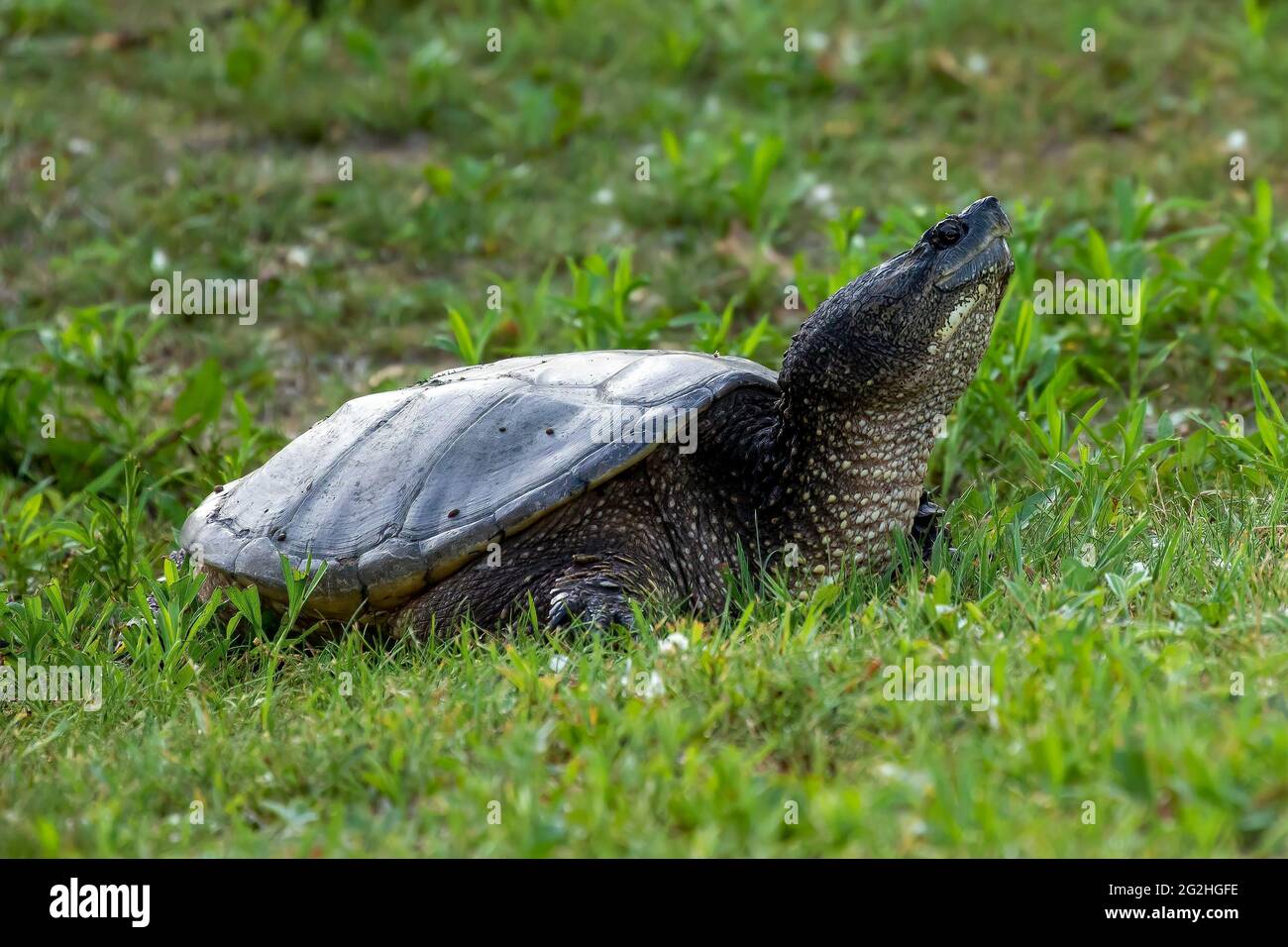 Common snappy turtle hi-res stock photography and images - Alamy