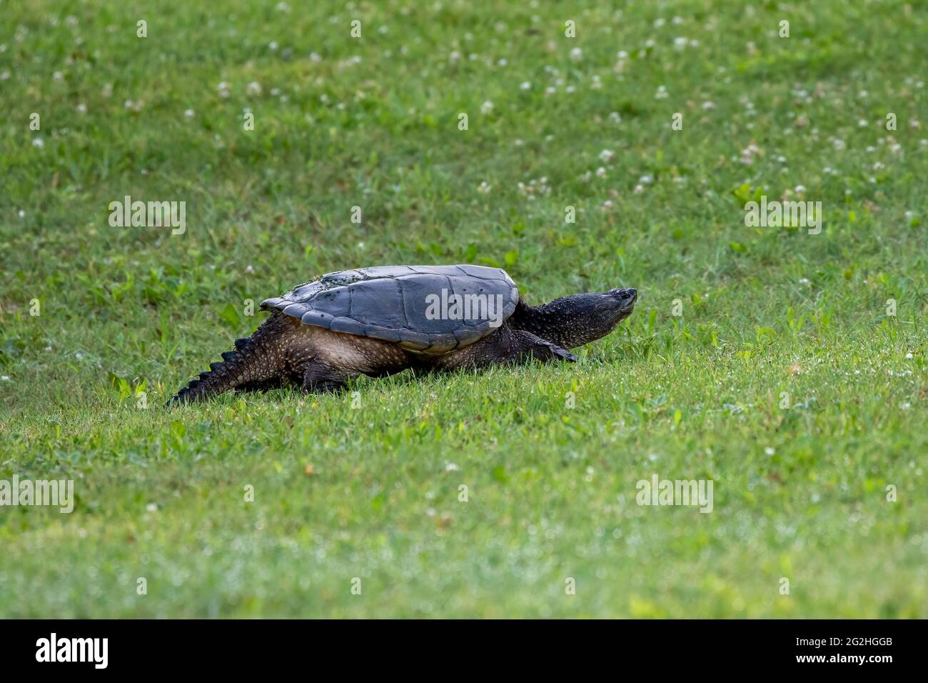 Common snappy turtle hi-res stock photography and images - Alamy