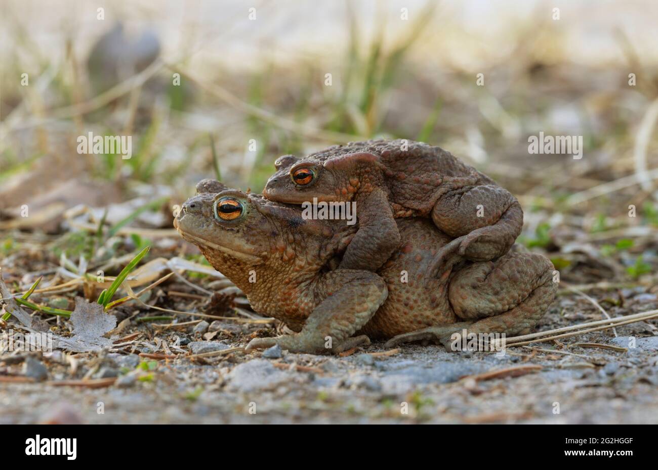Common toads bufo mating hi-res stock photography and images - Alamy