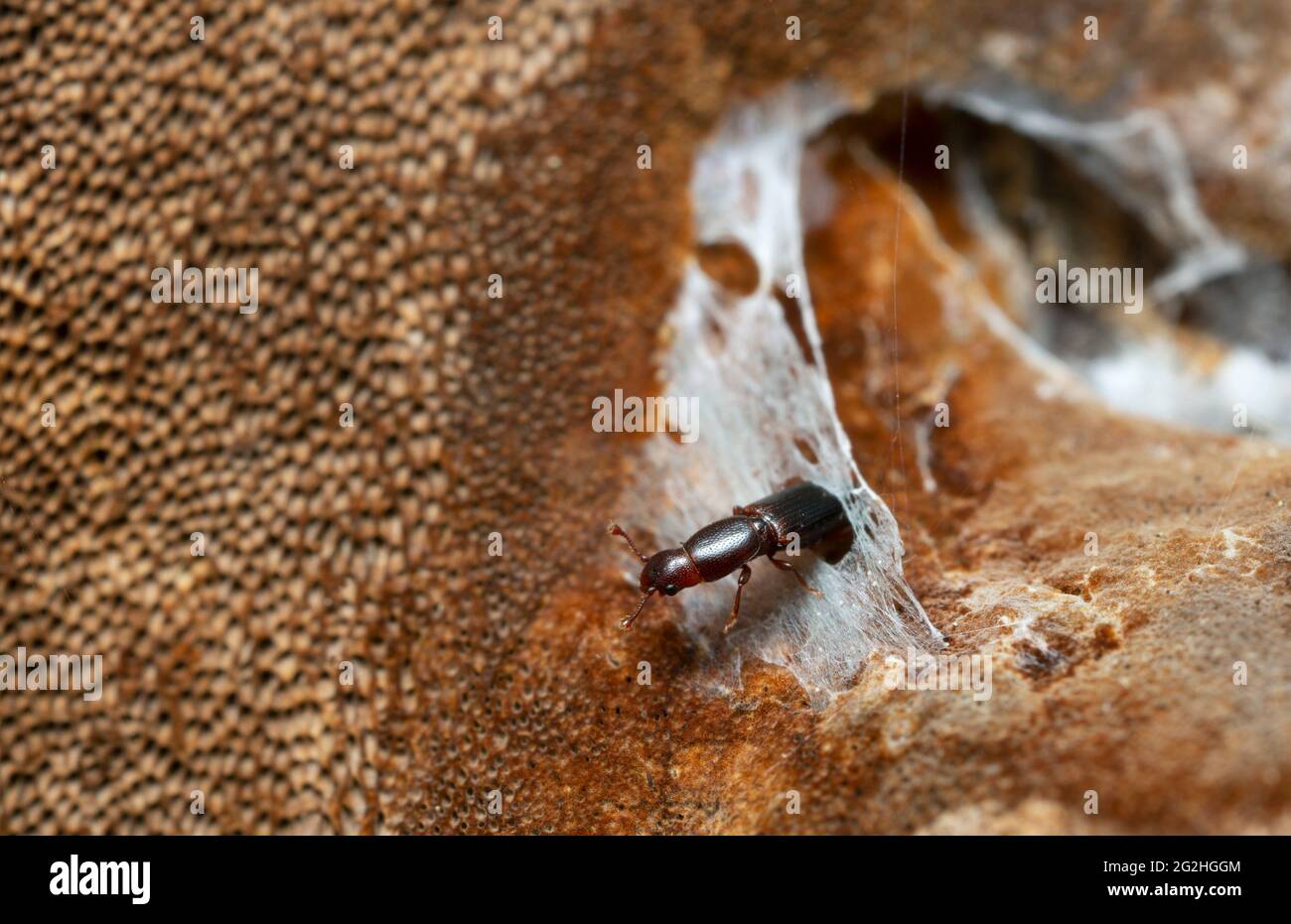 Clubbed beetle hi-res stock photography and images - Alamy