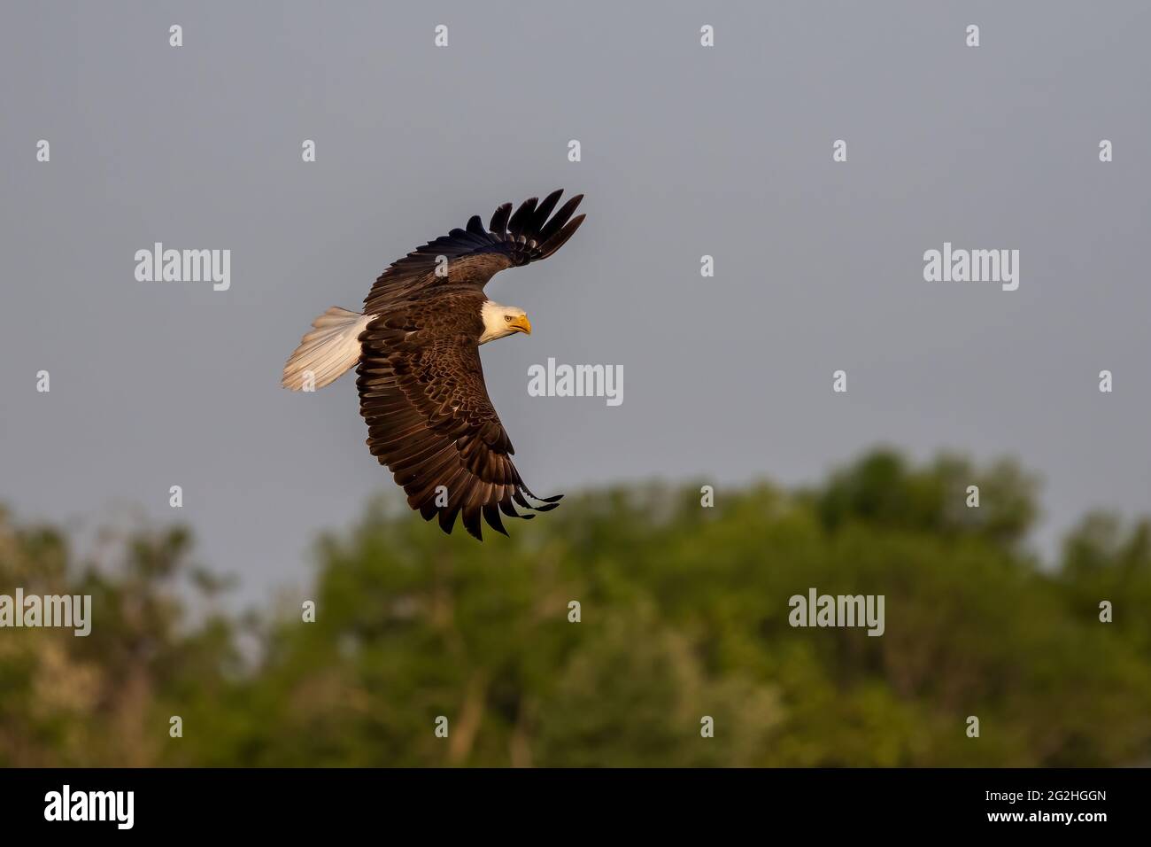 Eagle Hawk High Resolution Stock Photography and Images - Alamy
