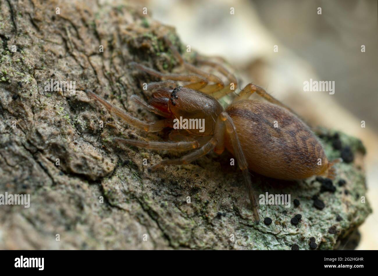 Sac Spider High Resolution Stock Photography and Images - Alamy