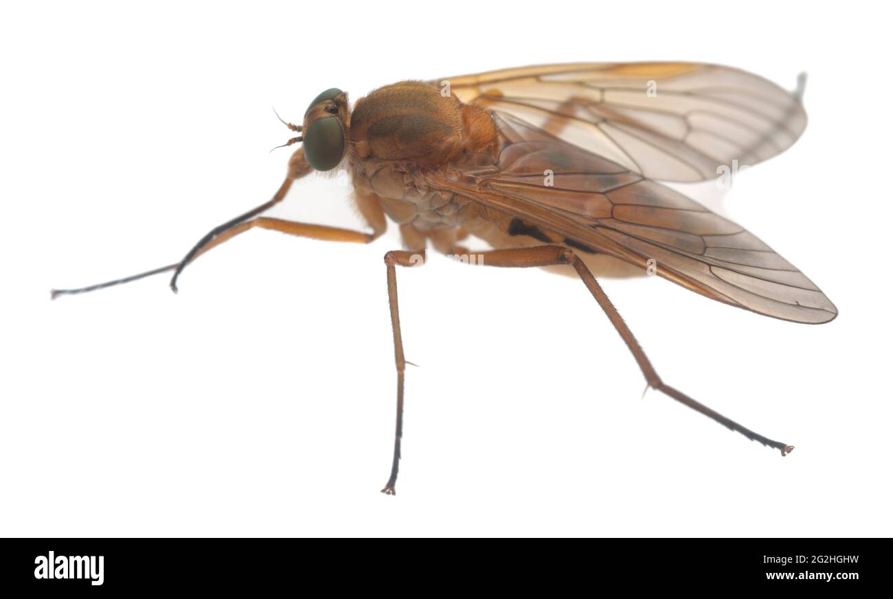 Marsh snipefly, Rhagio tringarius isolated on white background Stock ...
