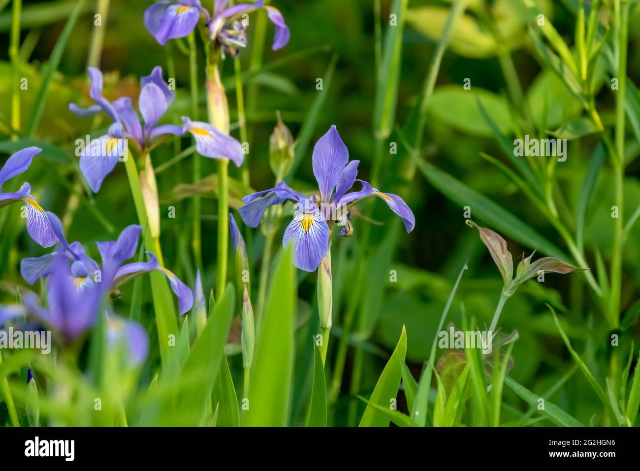 Wild native irises flowers in a wetland. Iris is depicted in mythology ...