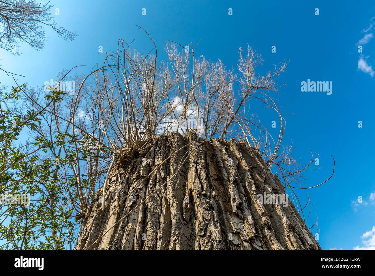 Tree trunk giant hi-res stock photography and images - Alamy