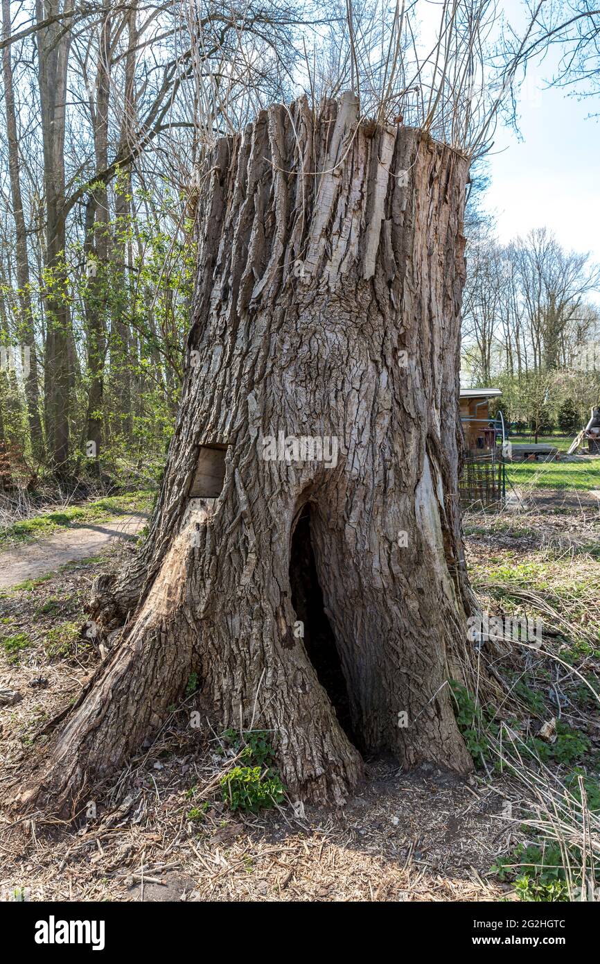 Giant tree trunk hi-res stock photography and images - Alamy