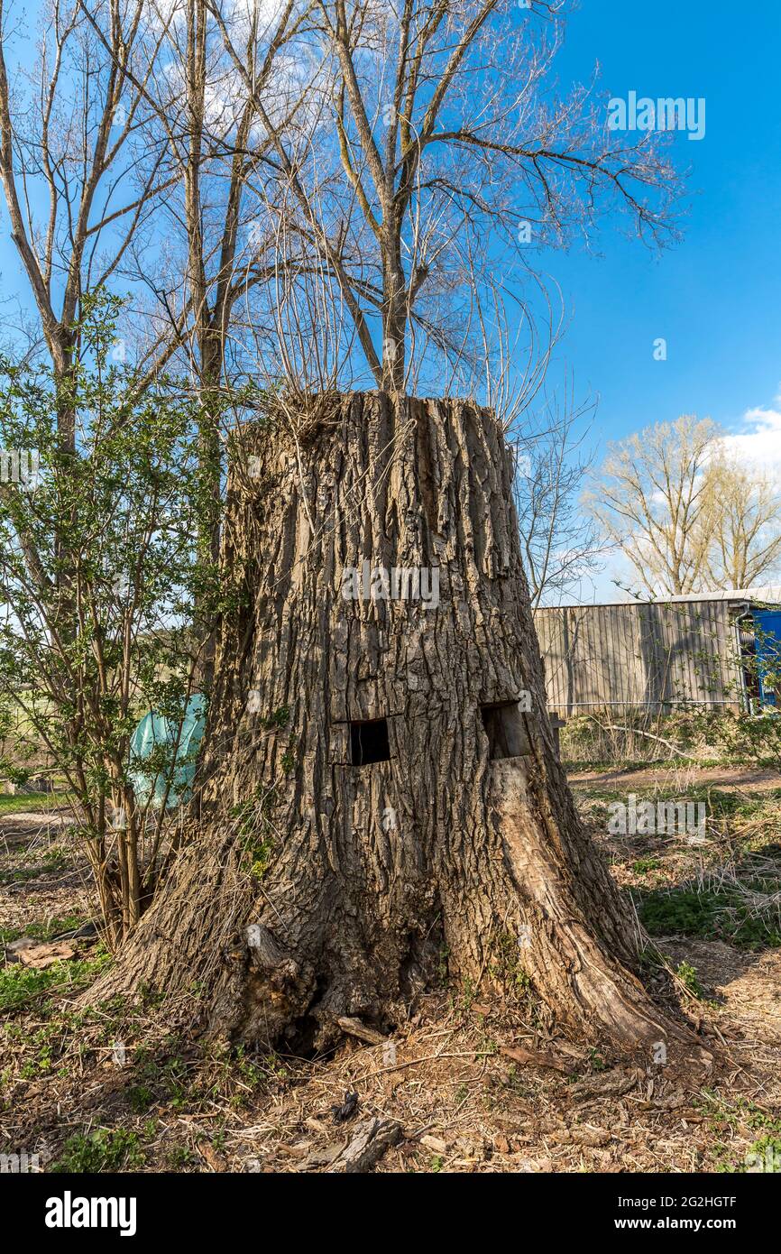 Tree trunk remnant hi-res stock photography and images - Alamy