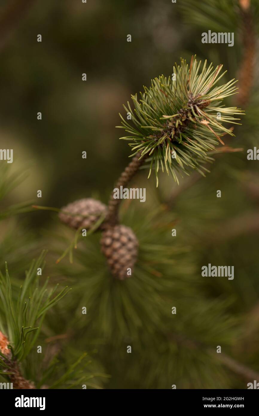 Pine tree branch hi-res stock photography and images - Alamy