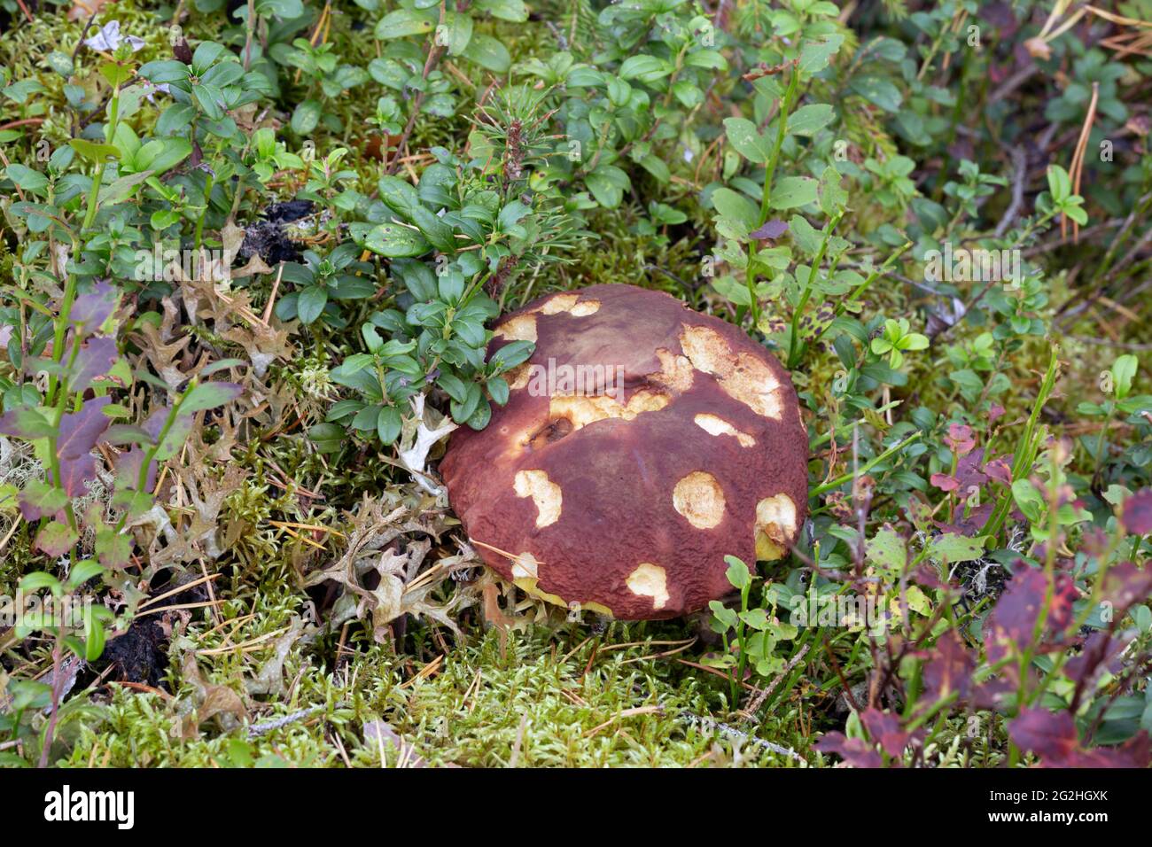 Damaged fungi hi-res stock photography and images - Alamy