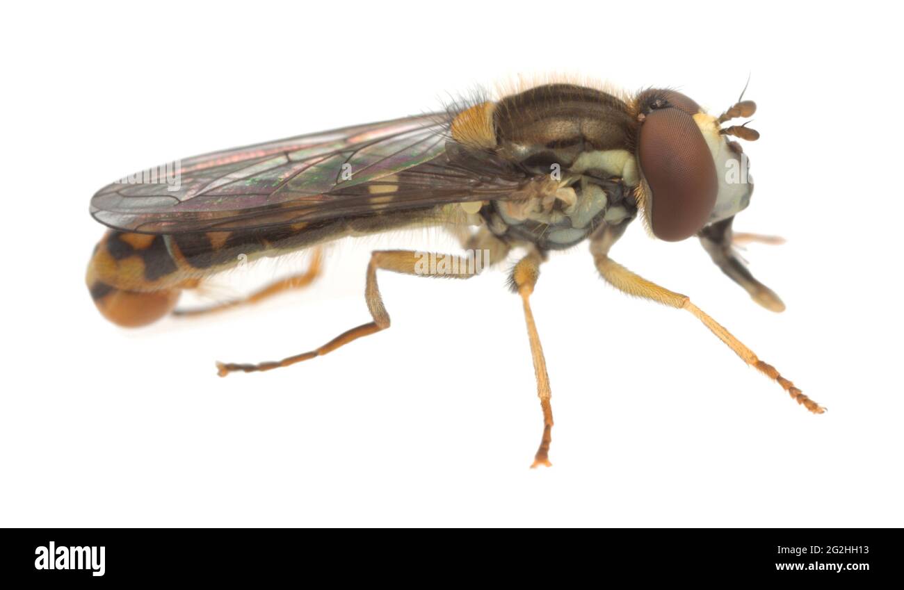 Flower fly isolated on white background, macro photo Stock Photo - Alamy