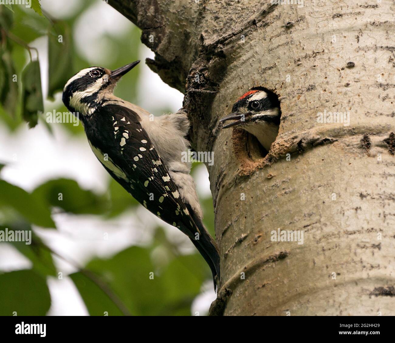 Woodpecker Nest Inside