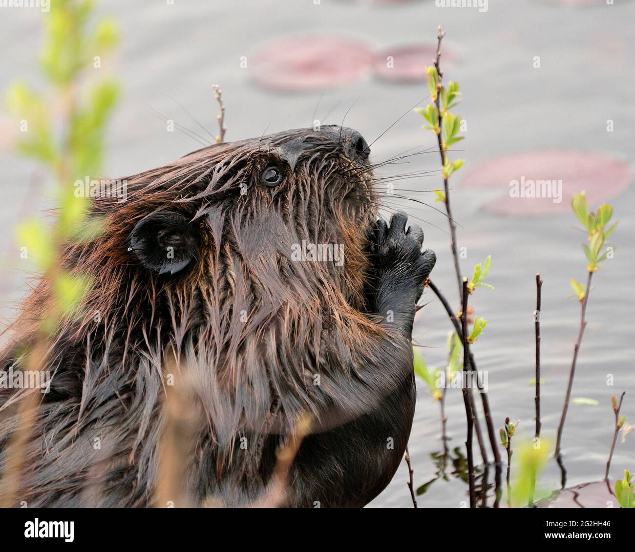 Beaver close-up profile side view head shot with water and water lily ...