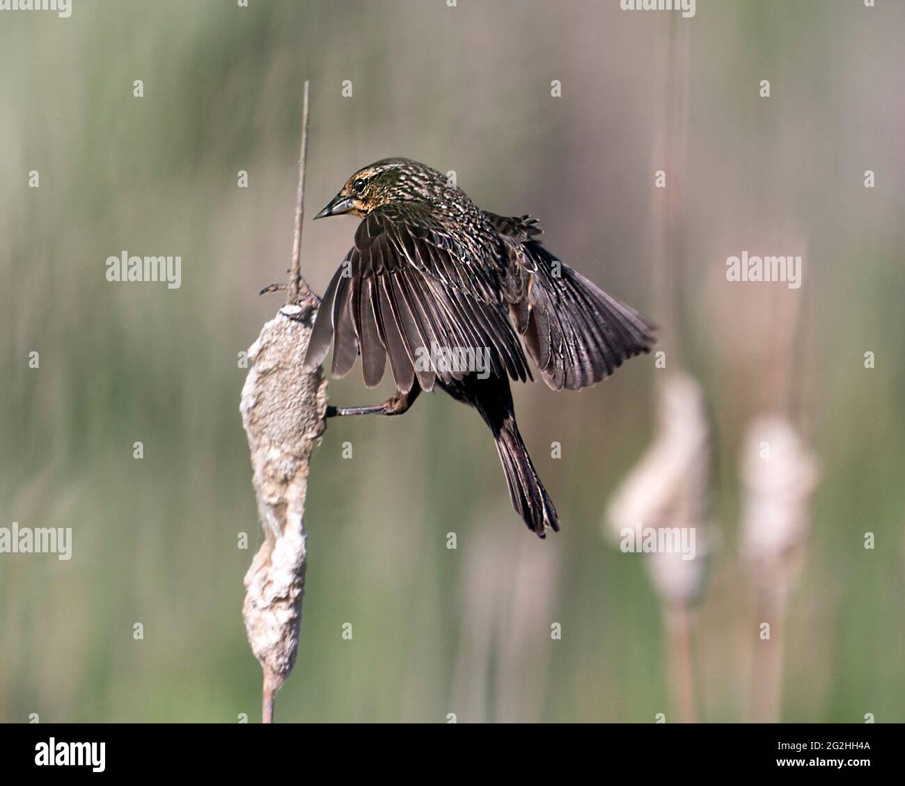 Black Bird Wings Spread