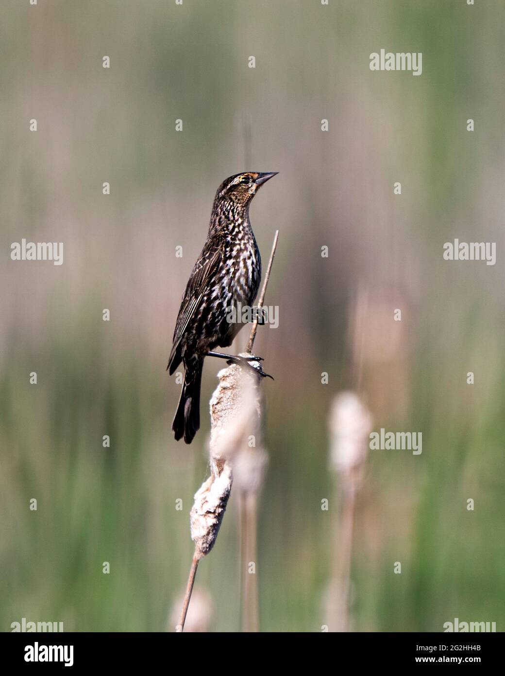 Red Winged Black Bird female perched on a cattail with blur background ...