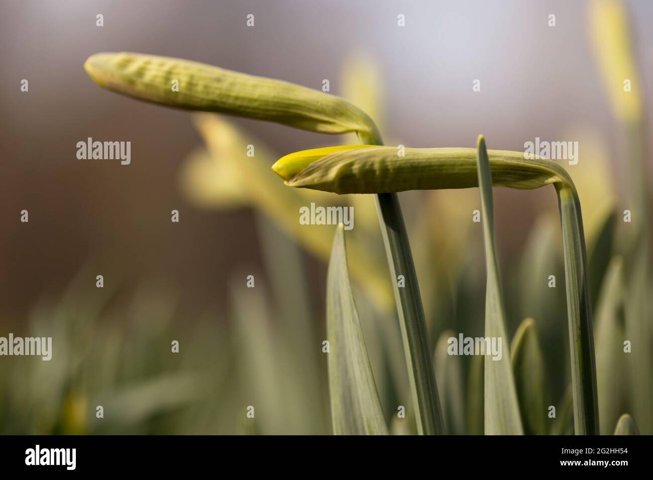 Early bloom buds hi-res stock photography and images - Alamy