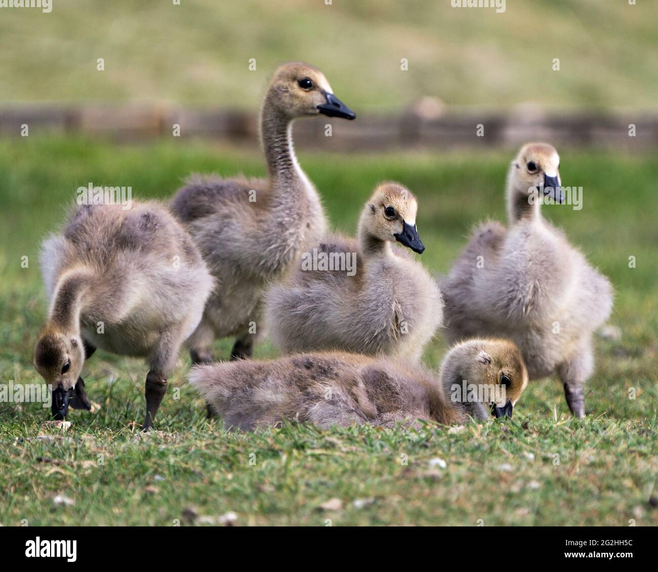 Canada Gosling birds on grass their environment and habitat surrounding ...