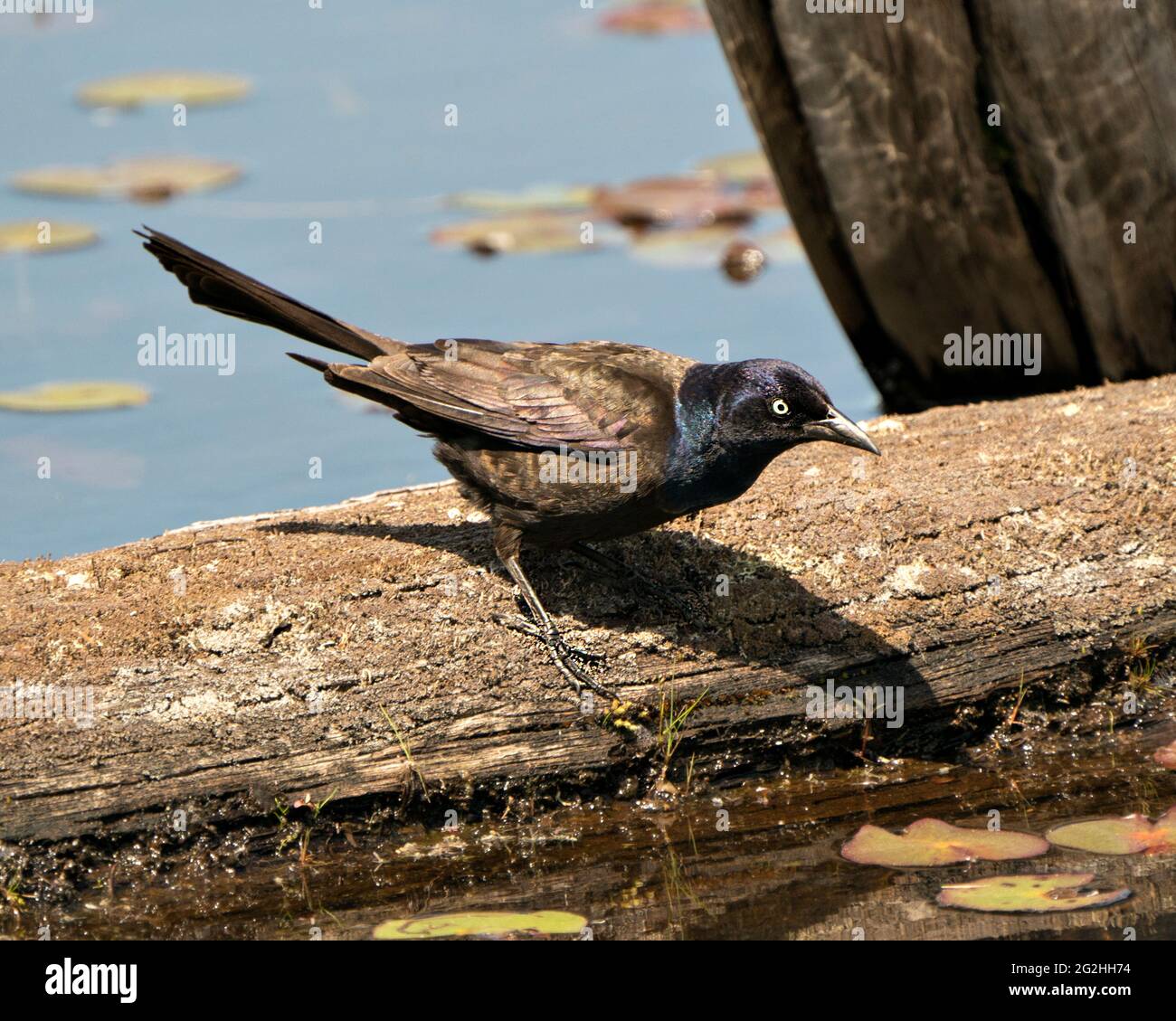 Common Grackle bird close-up profile view standing on log by the water ...