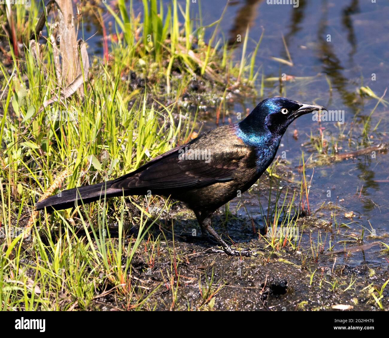 Common Grackle bird close-up profile view by the water displaying ...
