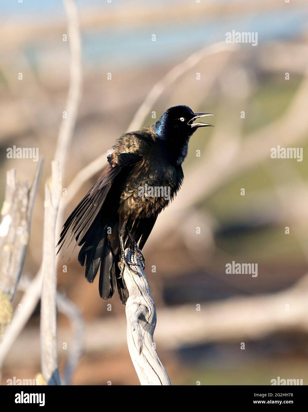 Common grackle astonish bird hi-res stock photography and images - Alamy