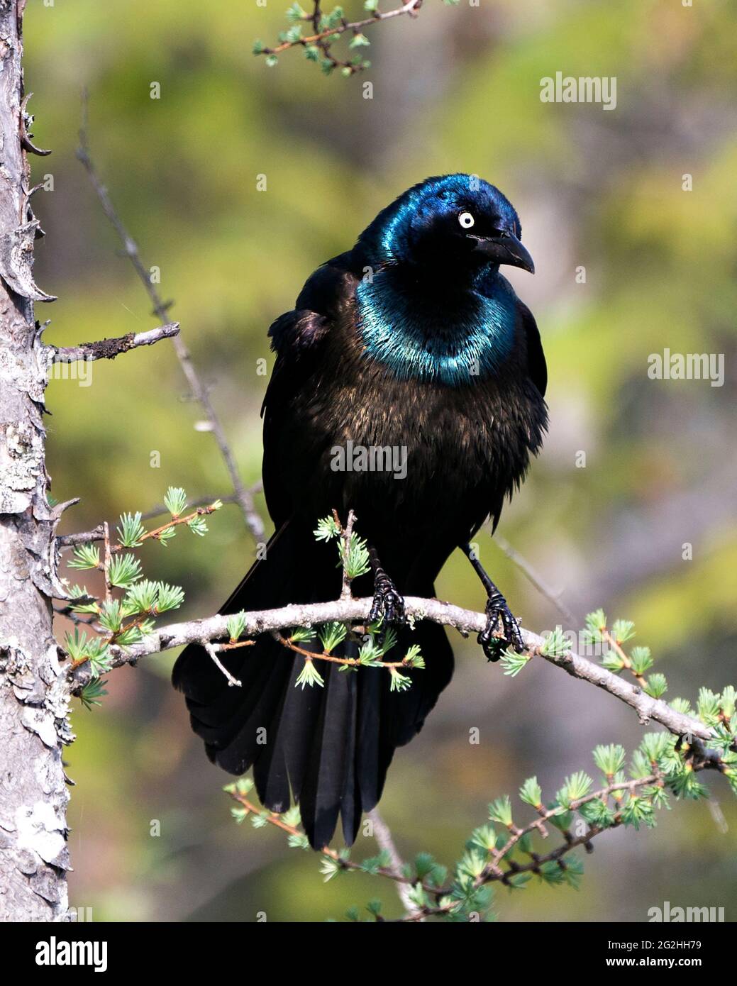 Common grackle astonish bird hi-res stock photography and images - Alamy