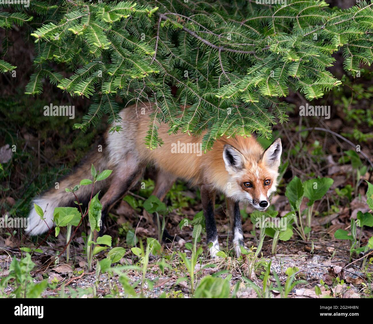 Red fox close-up profile view in the springtime displaying fox tail ...