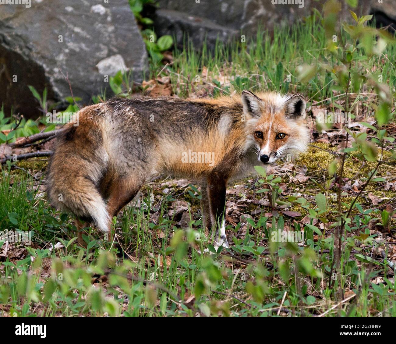 Red Fox close-up profile side view with rock, moss and foliage ...