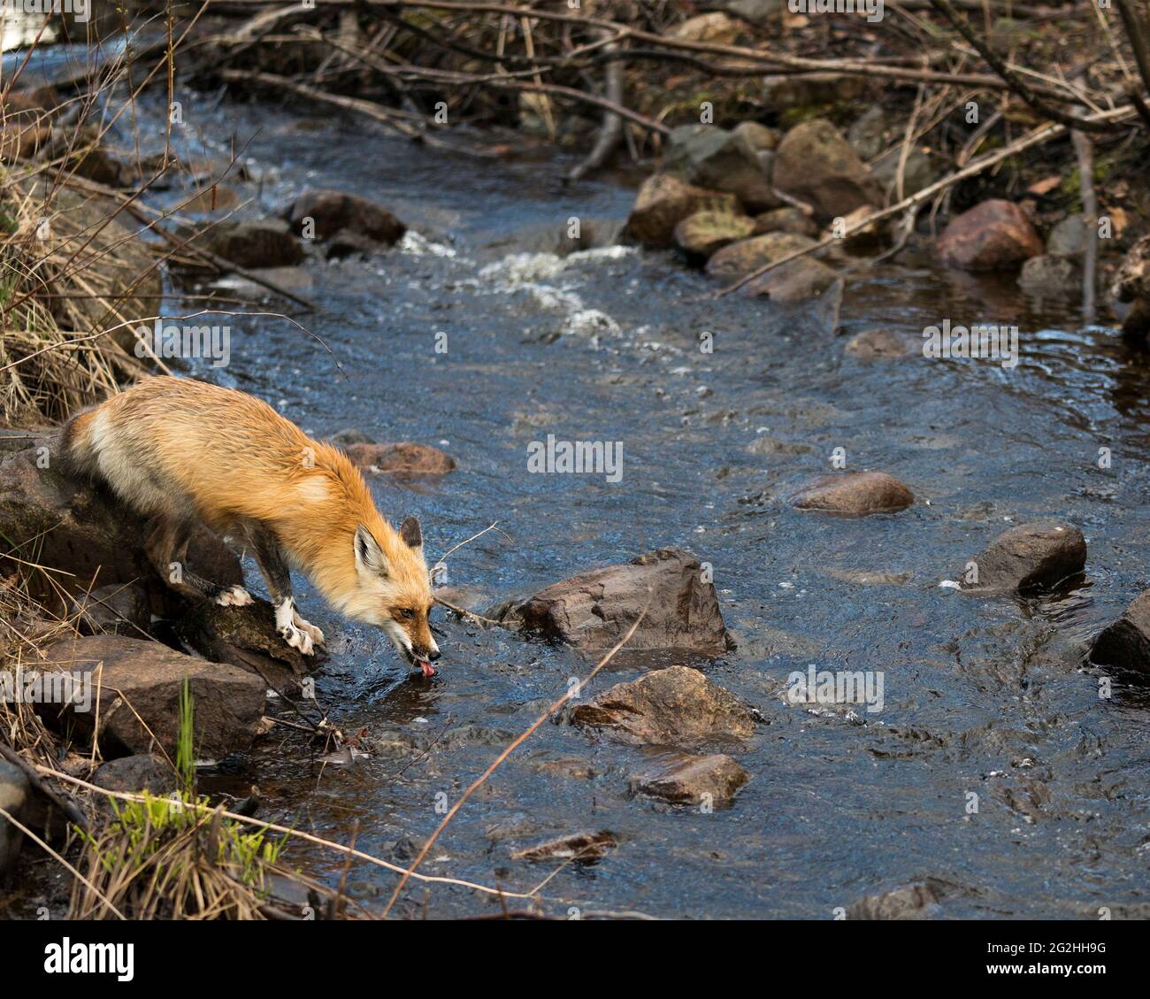 Red Fox drinking water in the river in the springtime with blur water ...