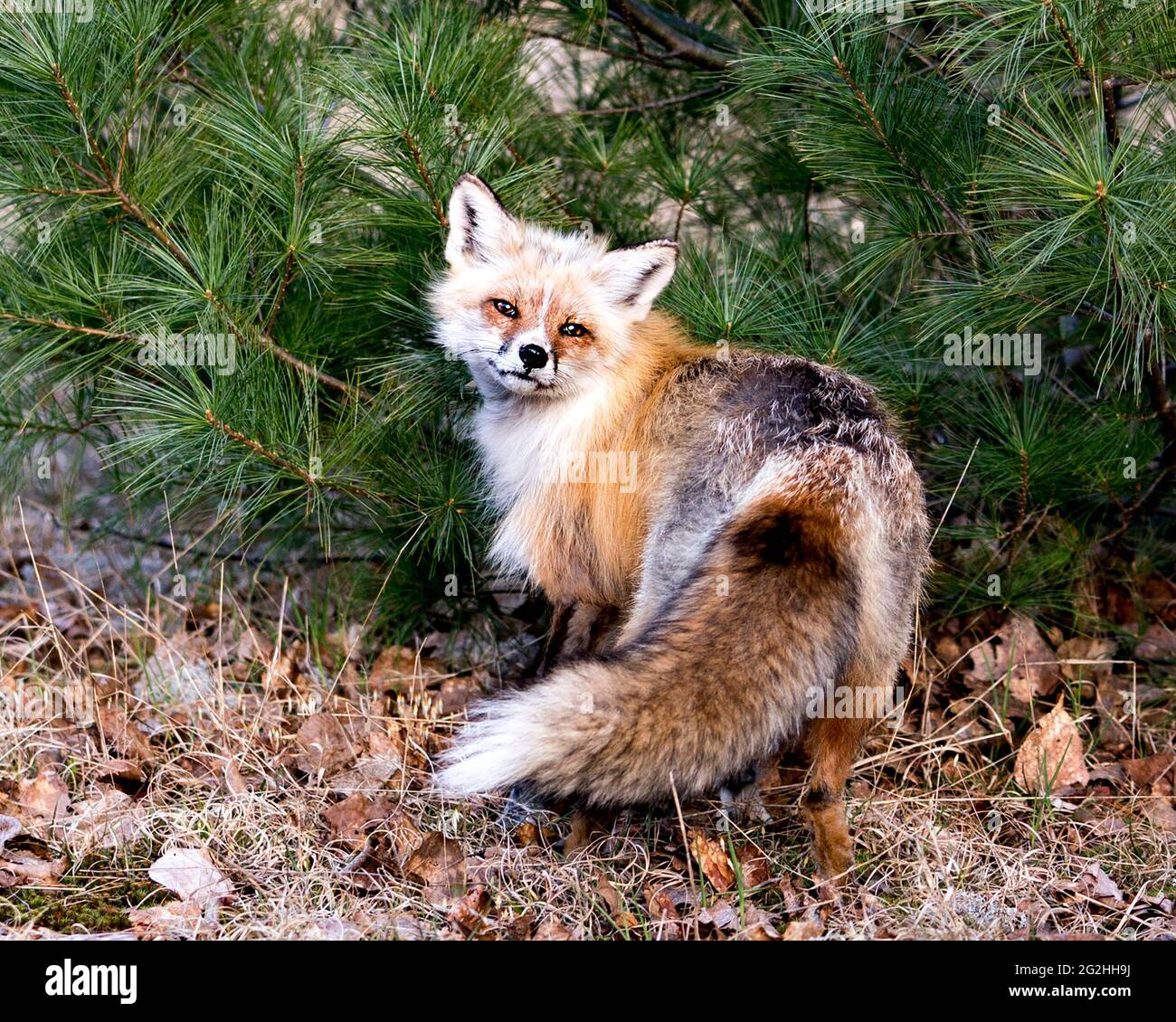 Red Fox close-up profile rear view in the springtime with pine tree ...