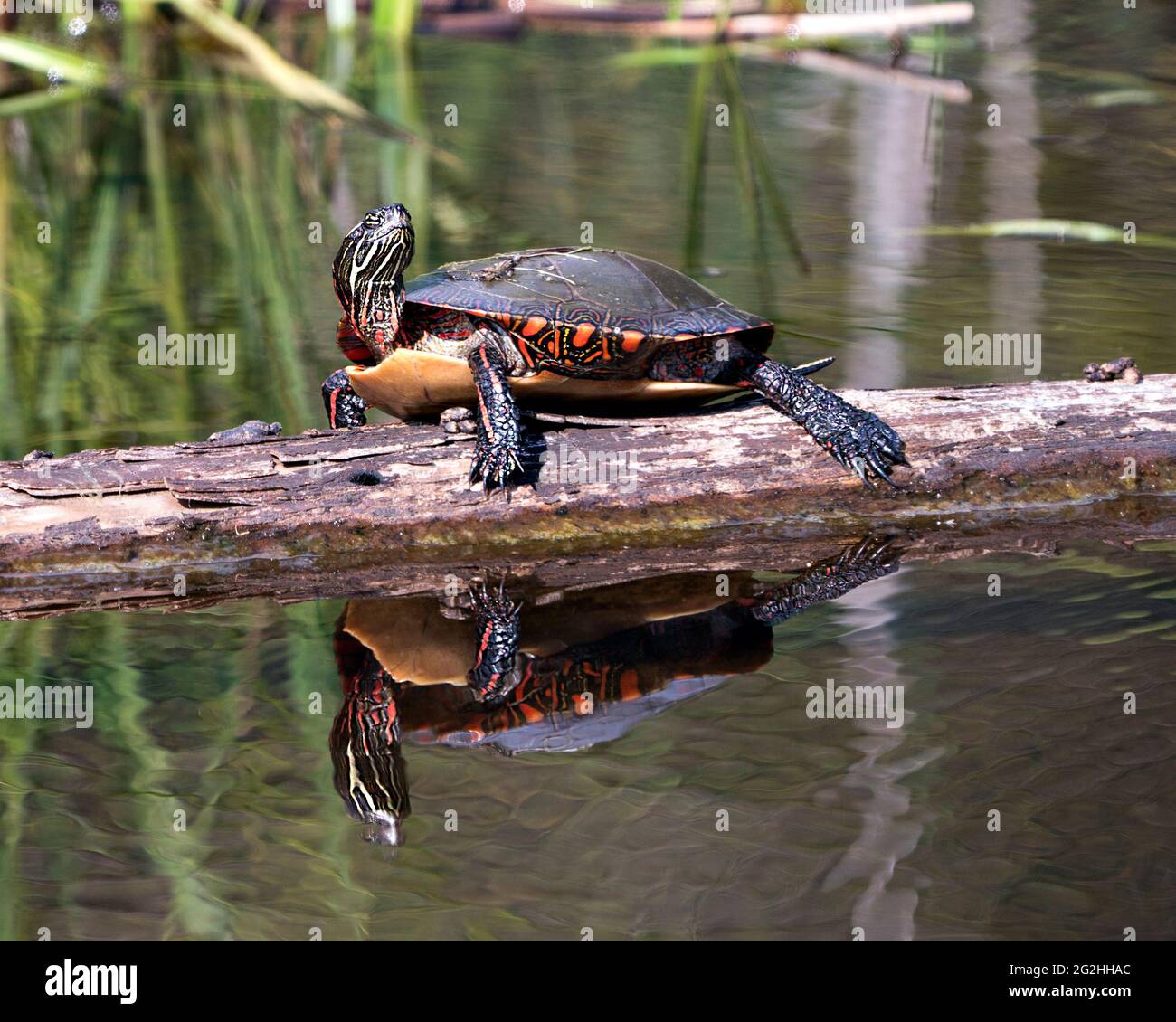 Painted turtle resting on a log with body reflection and displaying its ...