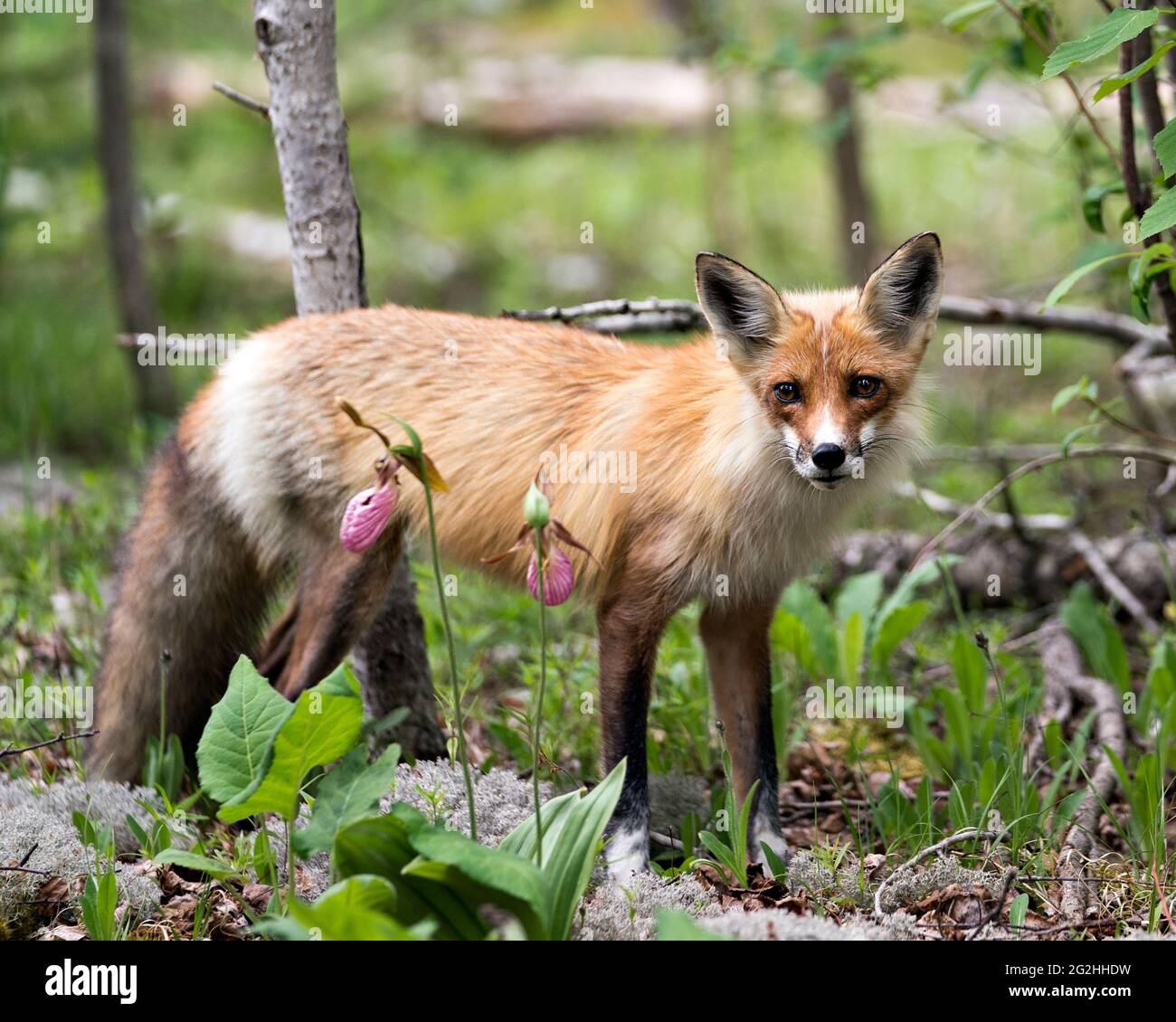 Red fox close-up profile side view looking at camera with a blur forest ...