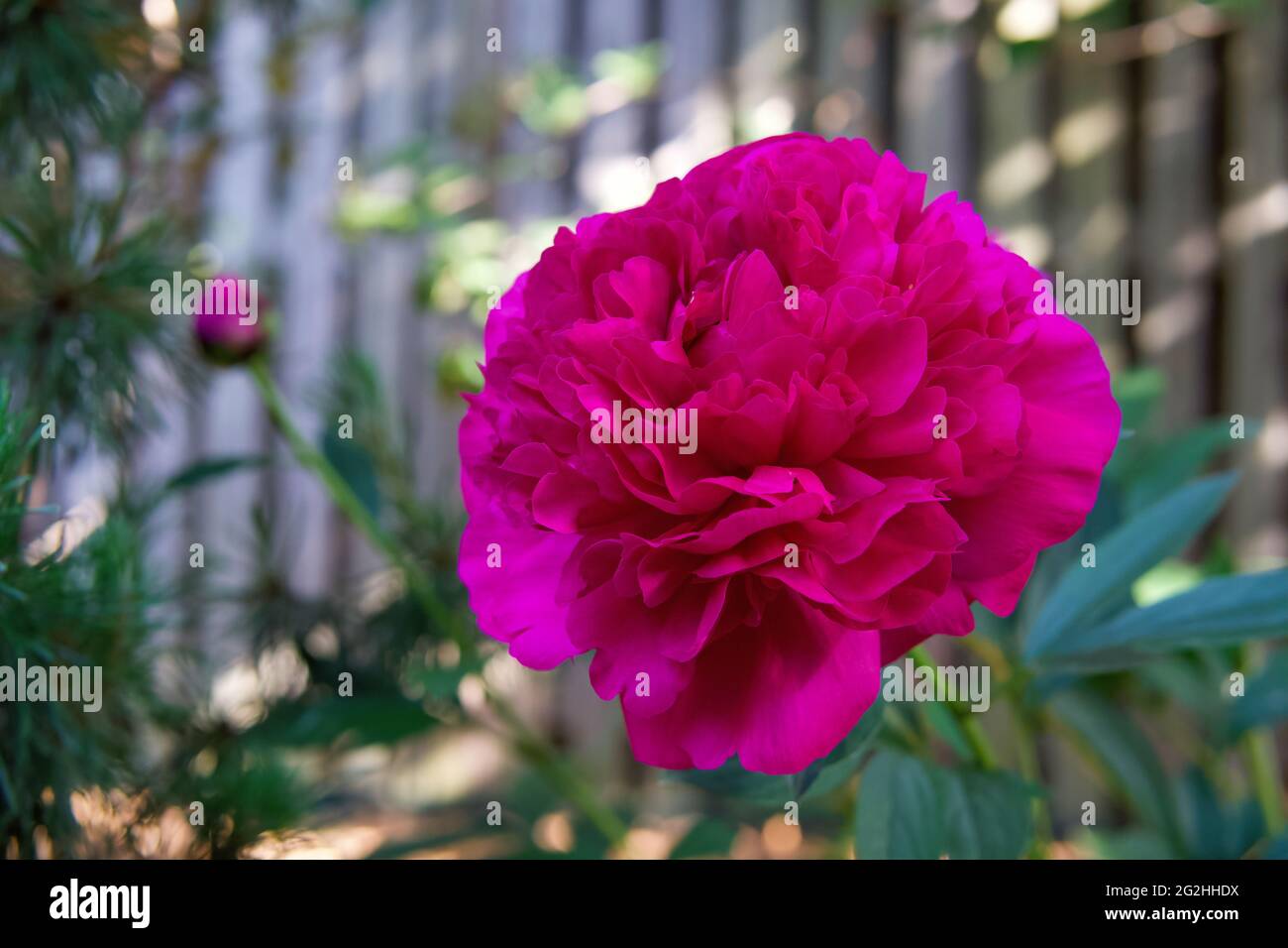 Peony flower garden hi-res stock photography and images - Alamy