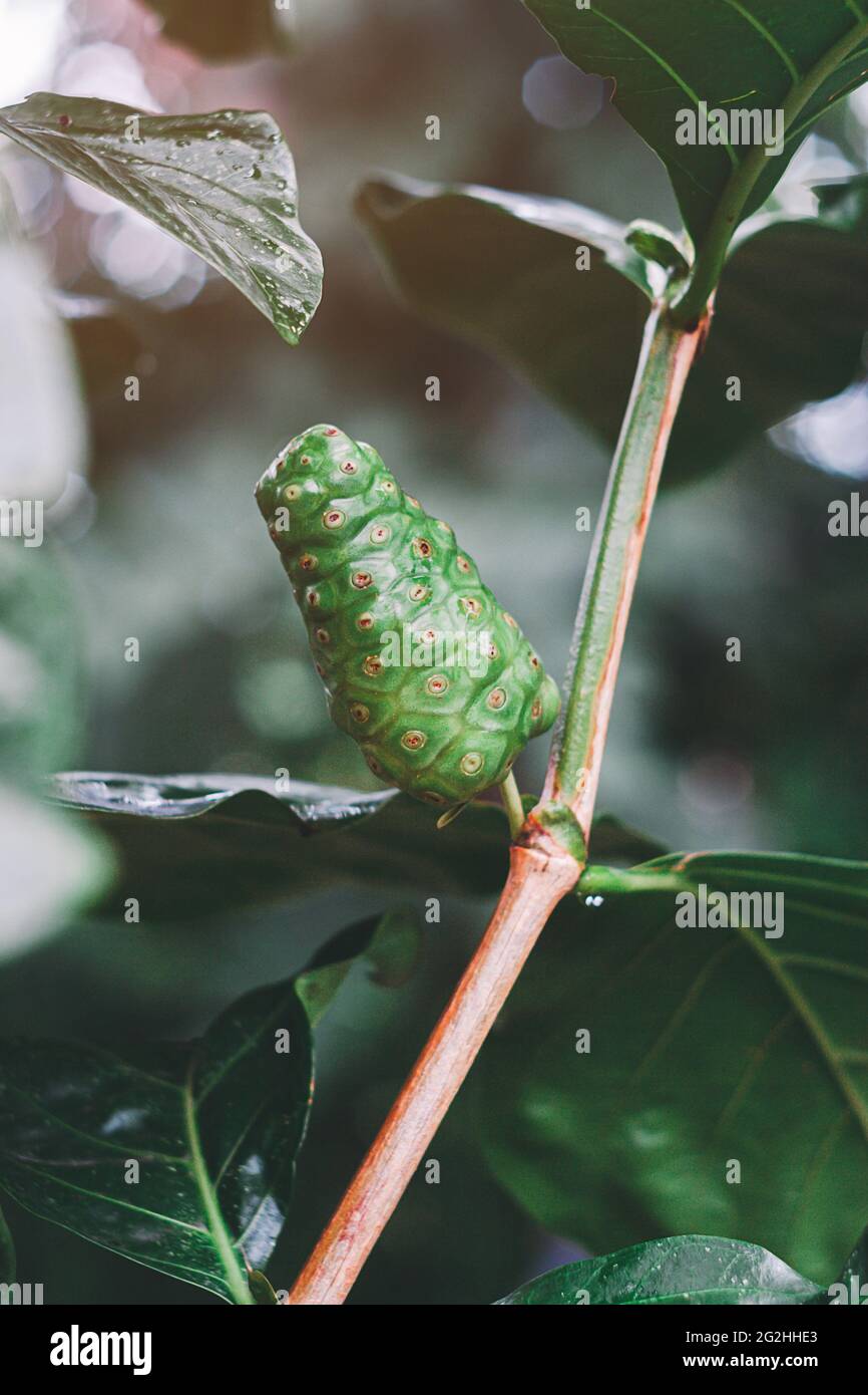 Raw of Noni Fruits with green leafs. Great morinda,Indian mulbery ...
