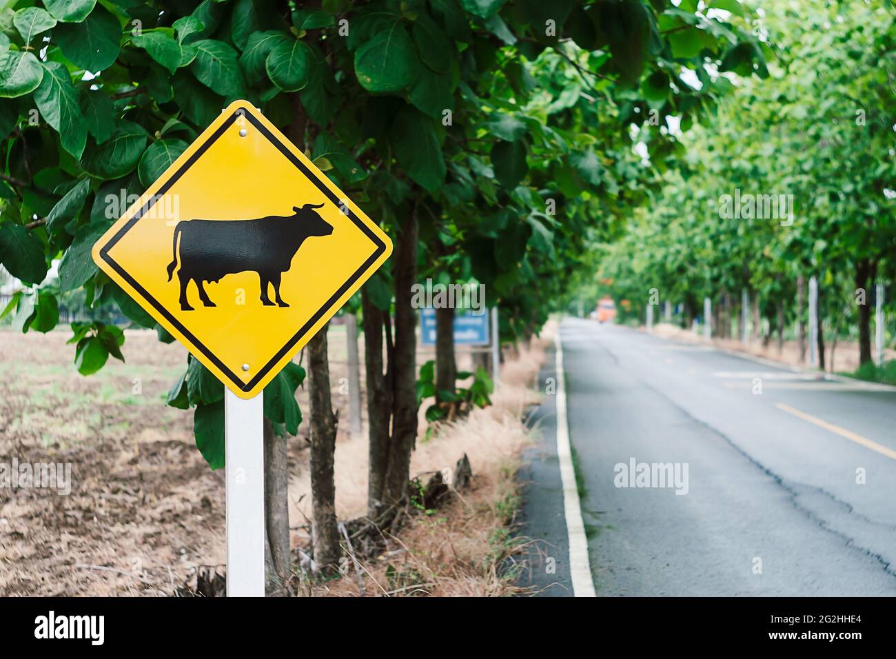 Cow warning road sign is located beside the main road in a rural area ...