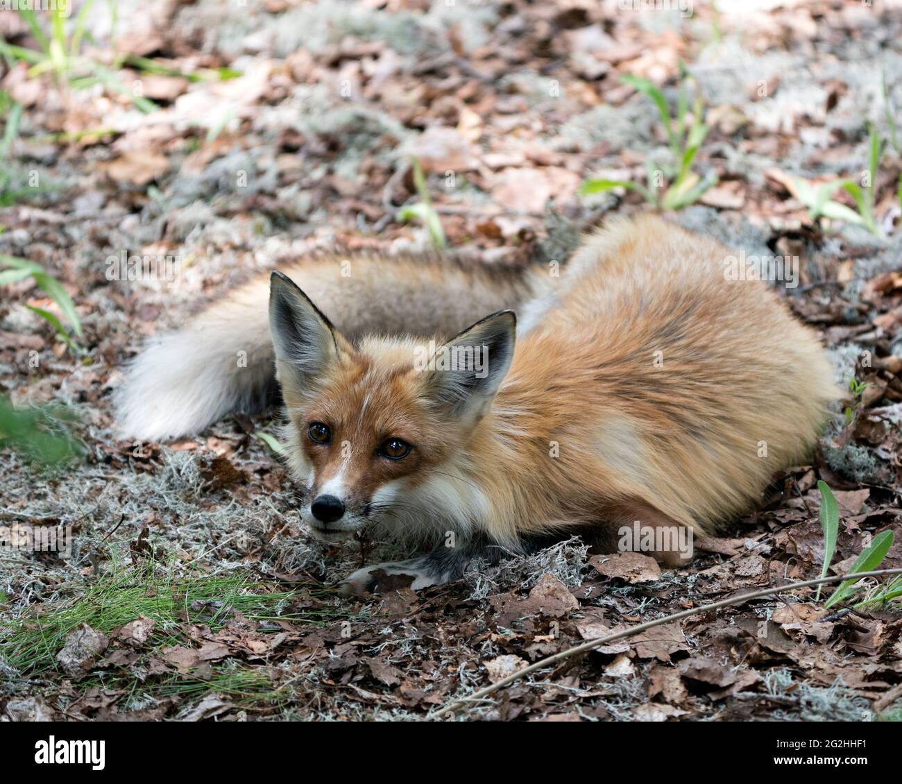 Fox lying down hi-res stock photography and images - Alamy